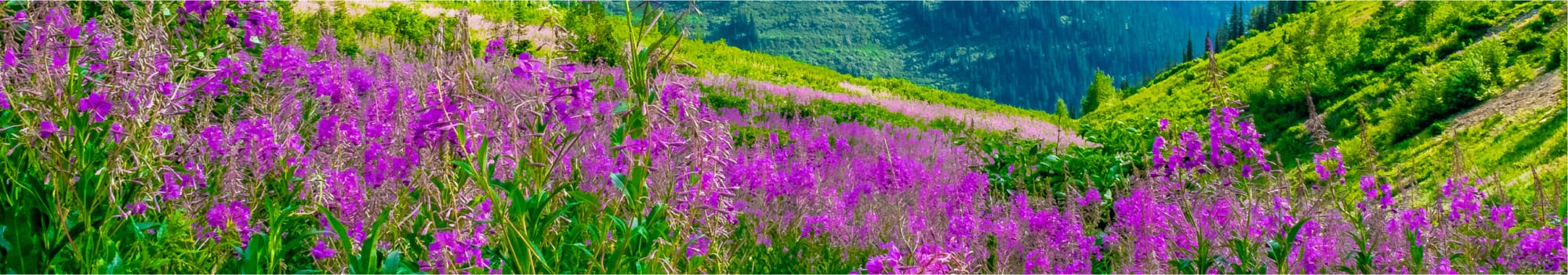 Recreation.gov - Camping, Cabins, RVs, Permits, Passes & More